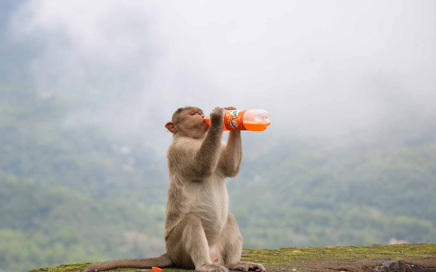 Is your Demand Forecasting Ready for the Year of the Monkey?– 3 Things ...